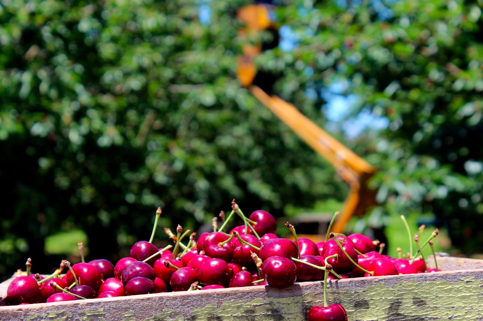 Meet the member: Newton Orchards | Buy West Eat Best